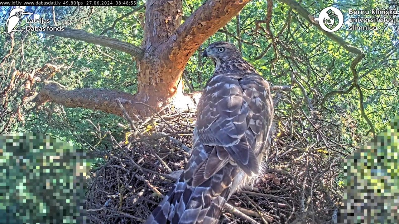 Goshawks Riga Bkus ♡ June 27th 🫠the Hawklets Lay Siege To The Second
