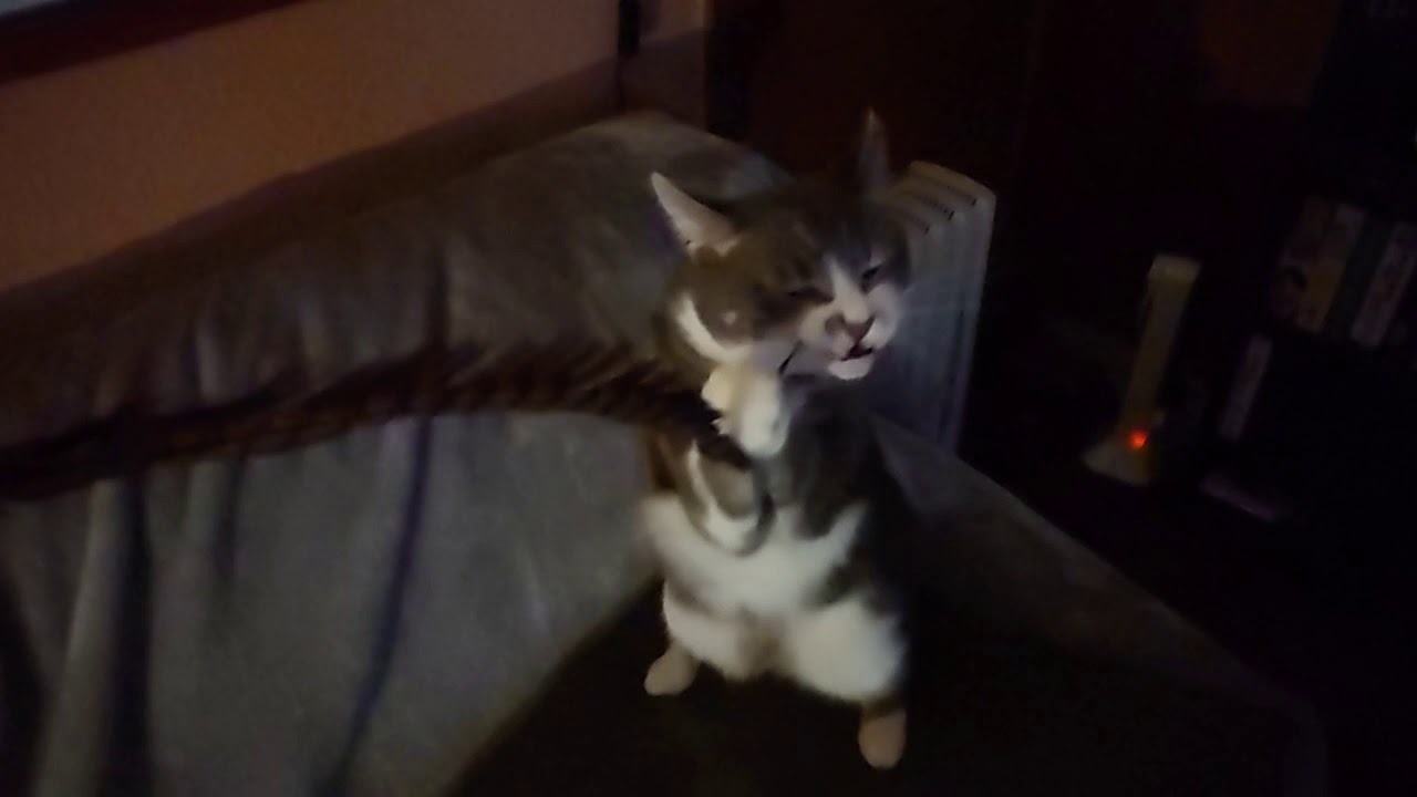 Cat Slow motion - YouTube