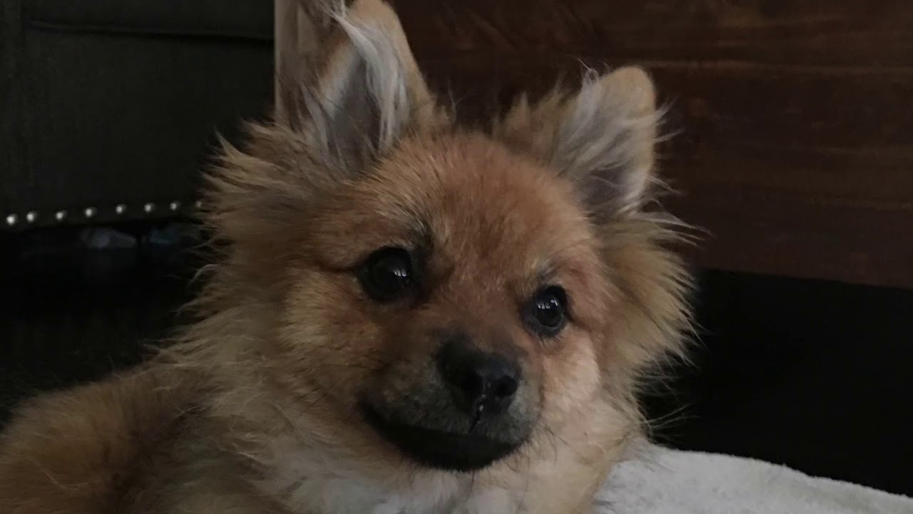 Random Photos Of.... DOGS! - YouTube