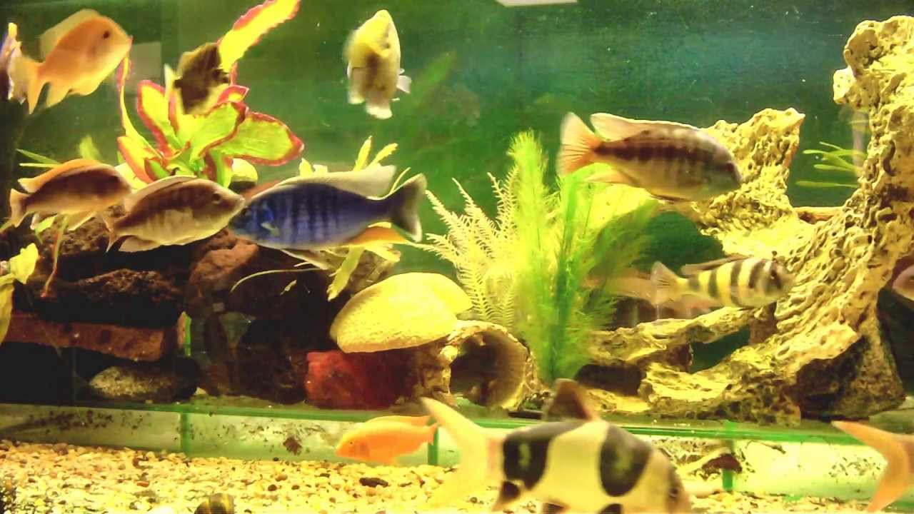 8 Inch Large Clown Loaches,In 8 Foot Tank African Cichlids - YouTube