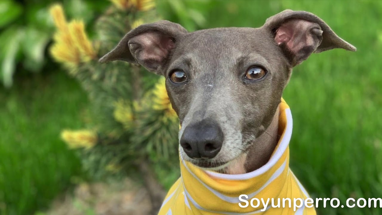 Galgo Italiano - Características y temperamento - YouTube