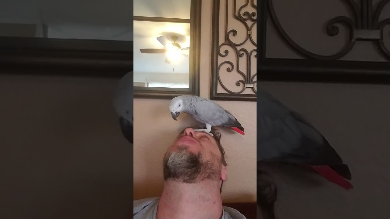 When Parrots Attack!!! - YouTube