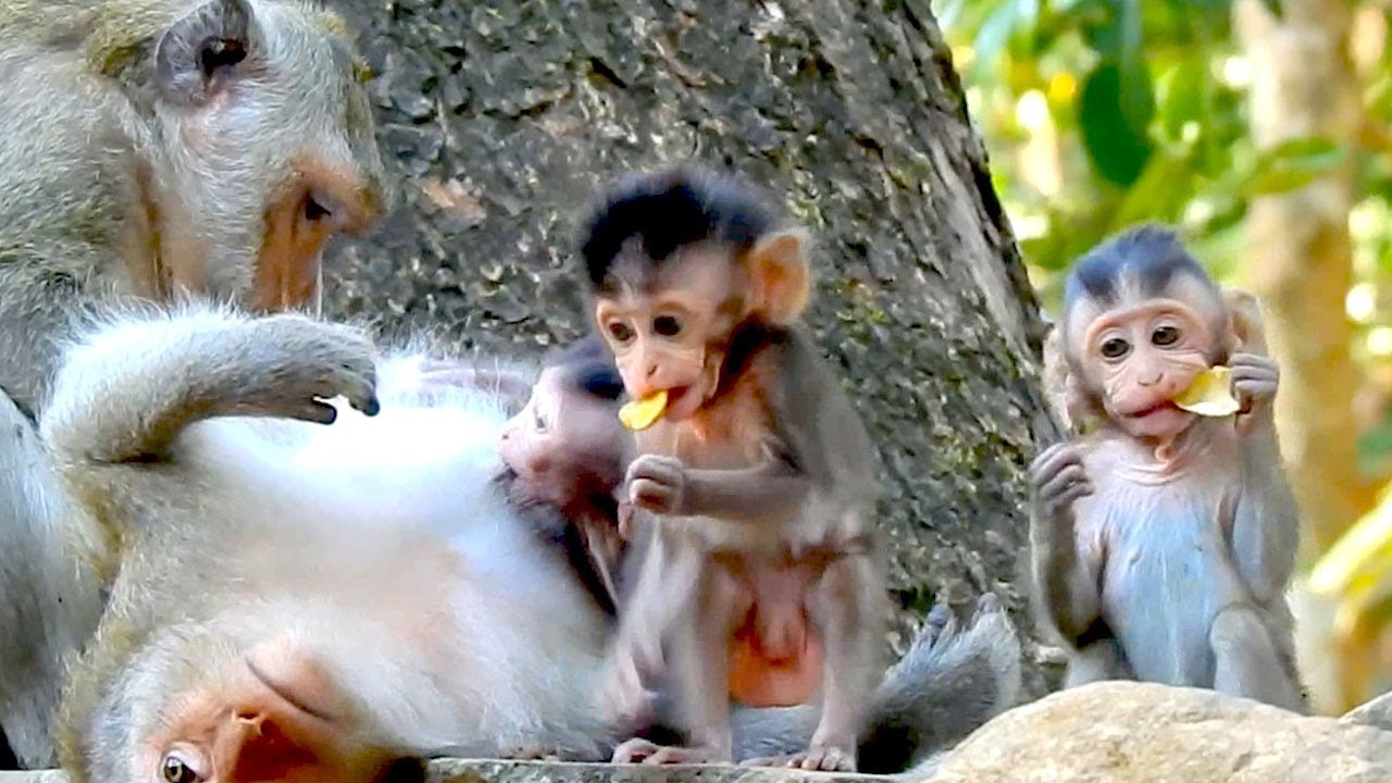 So cute and sweet young monkeys enjoy eating and playing around their ...