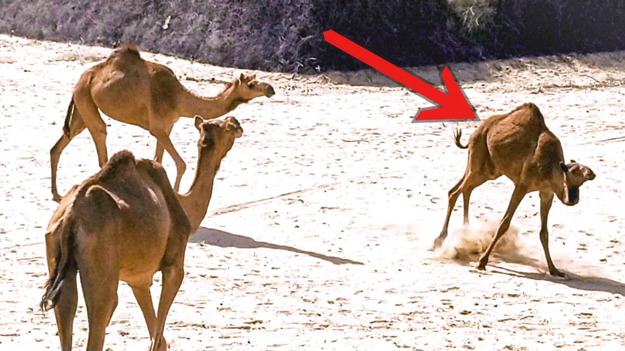 Camel Full Jump || Camel Group Jumping || Camel Attack or Jumps ...