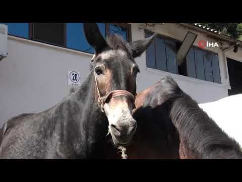 KATIRLAR EMEKLİ OLDU