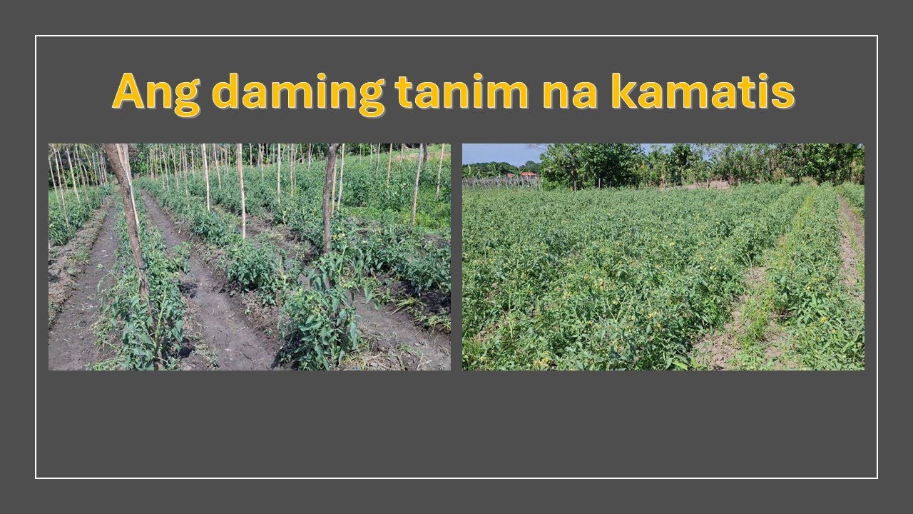 Ang daming tanim na kamatis - YouTube