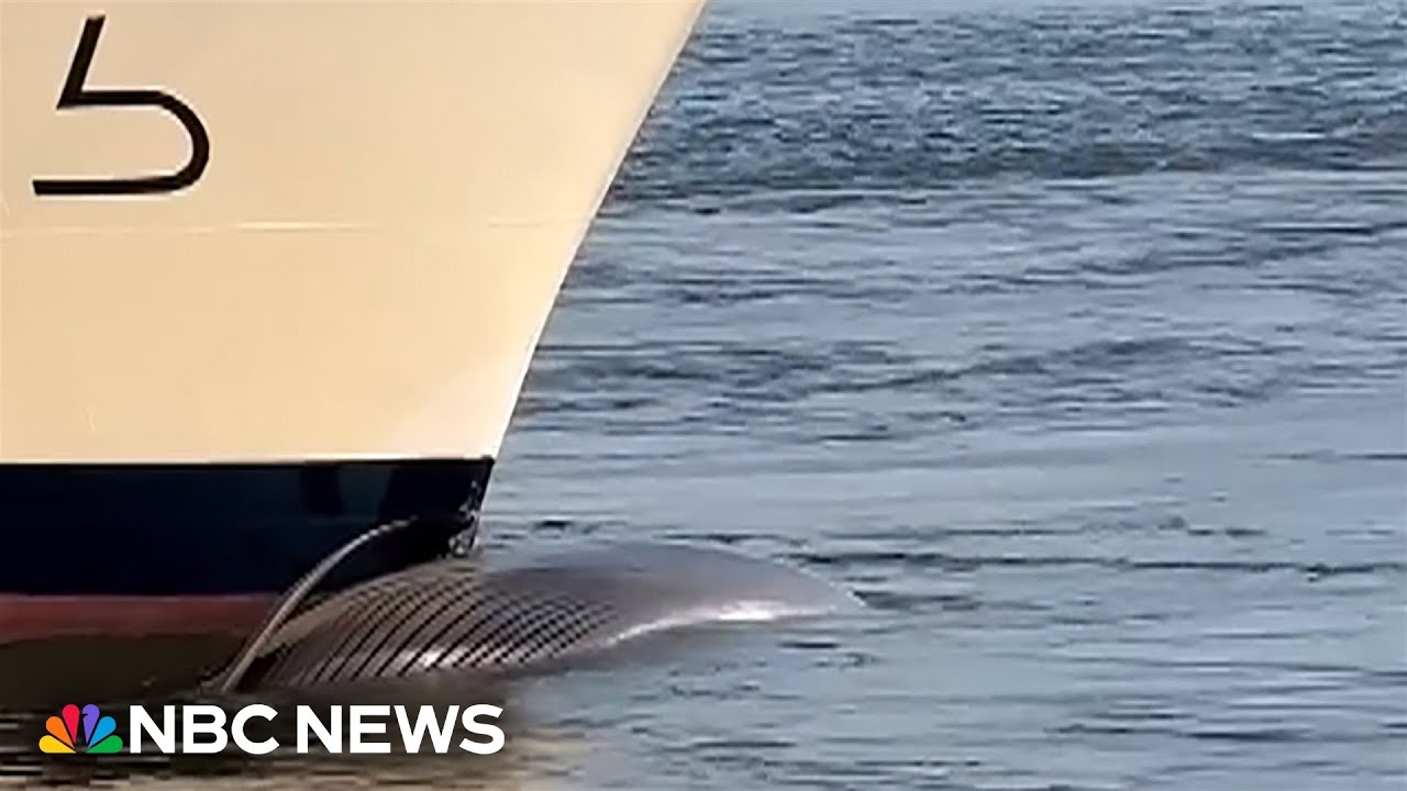 Video shows dead whale on the bow of a cruise ship docking at New York ...