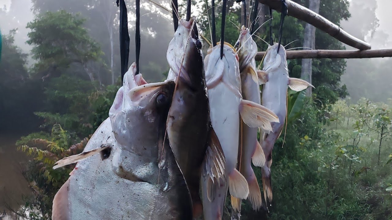 camping fishing trip di air hitam Kalimantan - YouTube