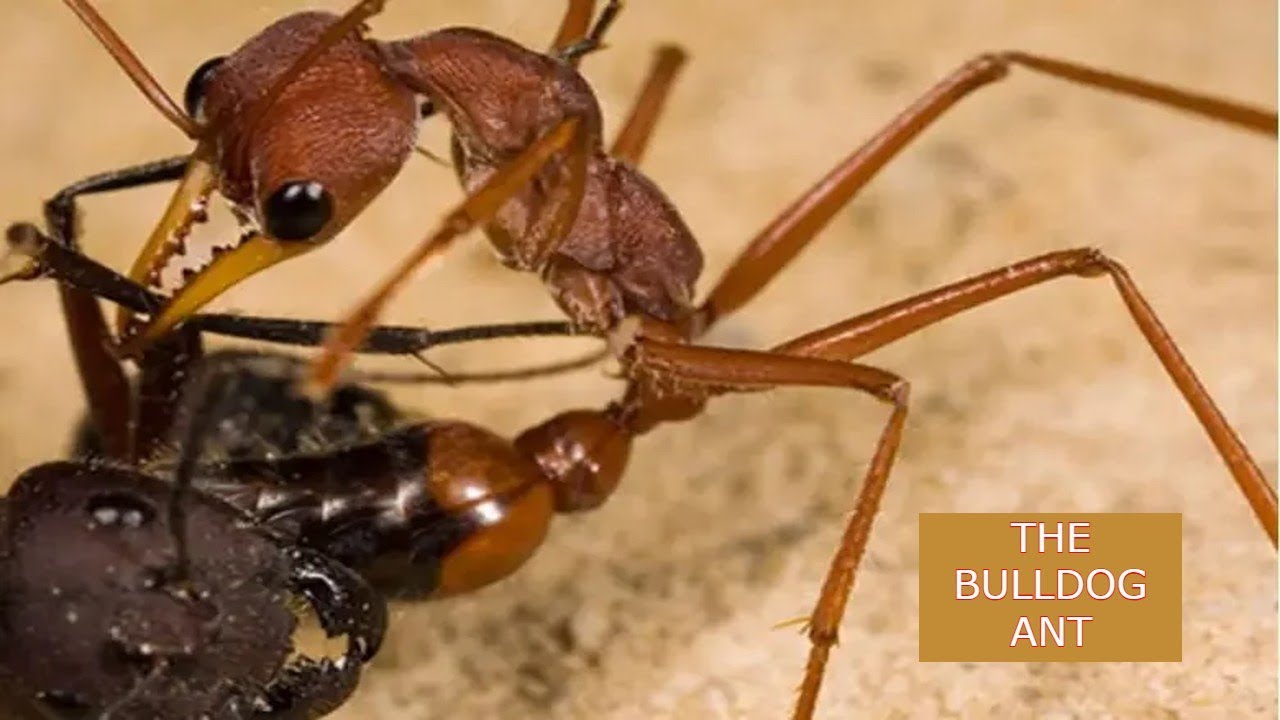 THE BULLDOG ANT - YouTube
