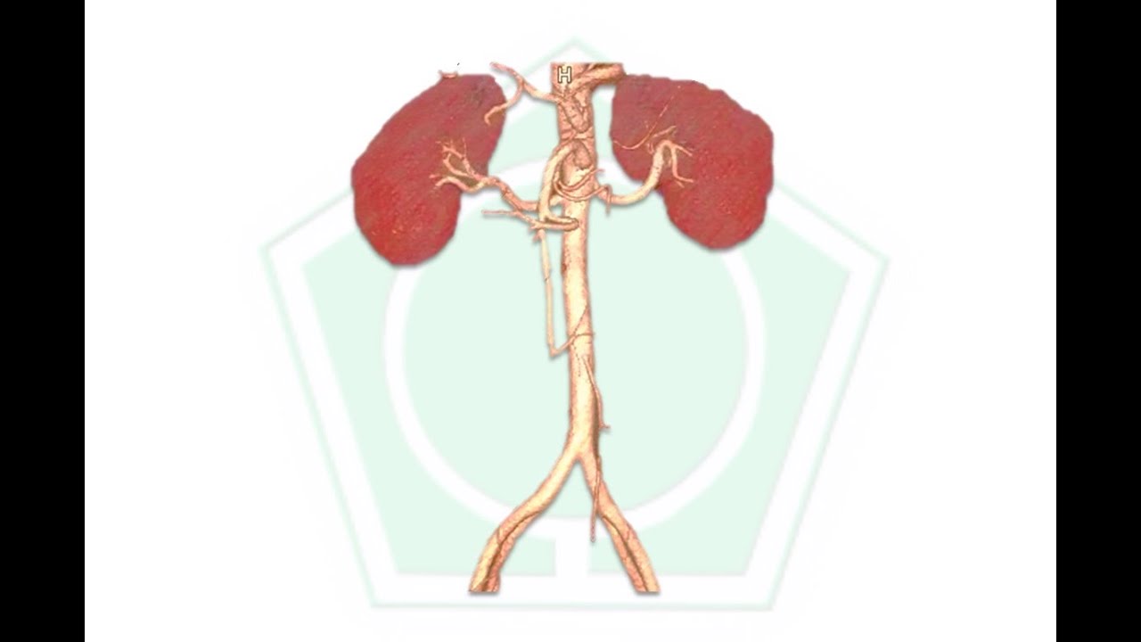 UROTAC - Fase Vascular y Excretora - YouTube