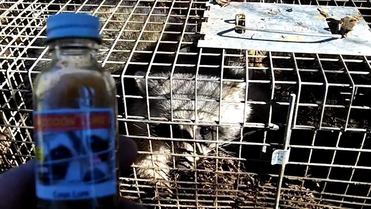 Raccoon Lure for Coon trapping!!! - YouTube
