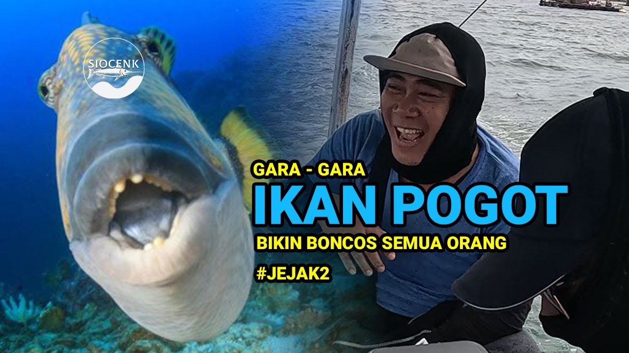 GARA - GARA IKAN POGOT BIKIN BONCOS SEMUA ORANG #JEJAK2 - YouTube