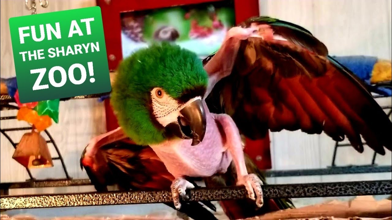 Sammy The Mini Pigs Nutritional Routine | Fun With The Animal Rescues ...
