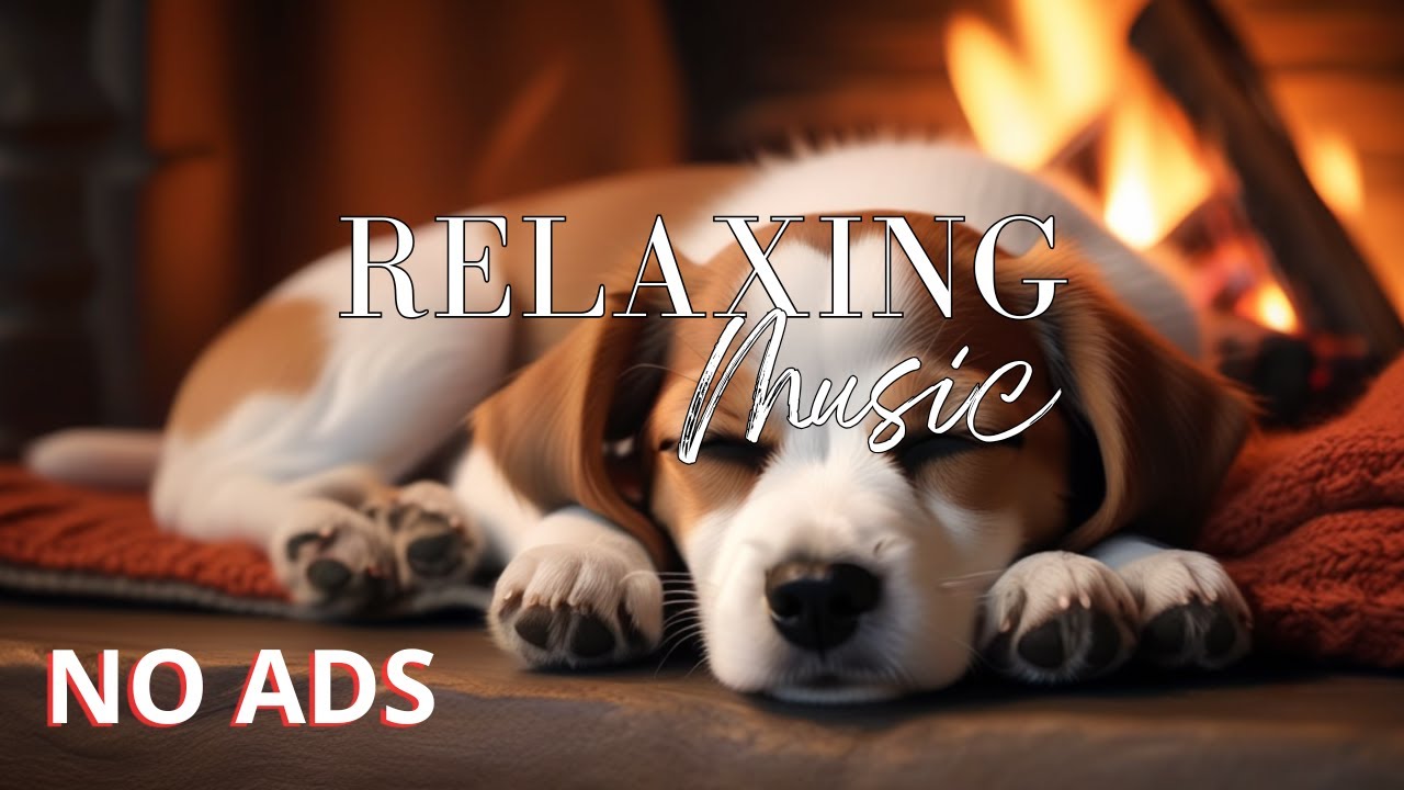 3 HOURS of Dog Calming music for dogs 🦮 Dog Music for Stress Relief 🐶 ...