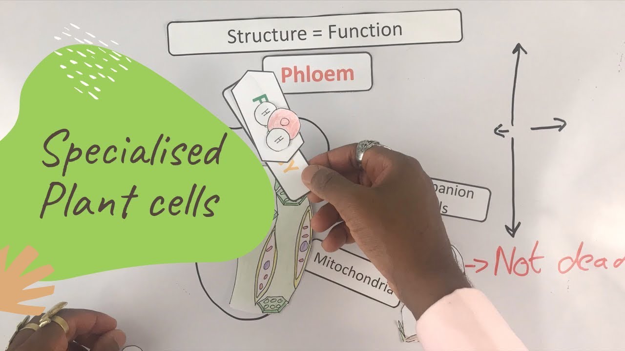 Specialised Plant cells ~ GCSE Biology Paper 1 - YouTube