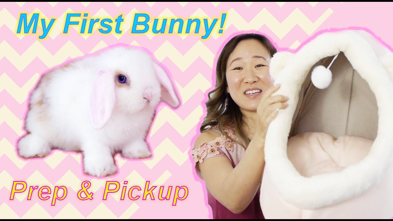 Prep & Pick up for my FIRST bunny ever! Why I got a bunny / Peekaboo ...
