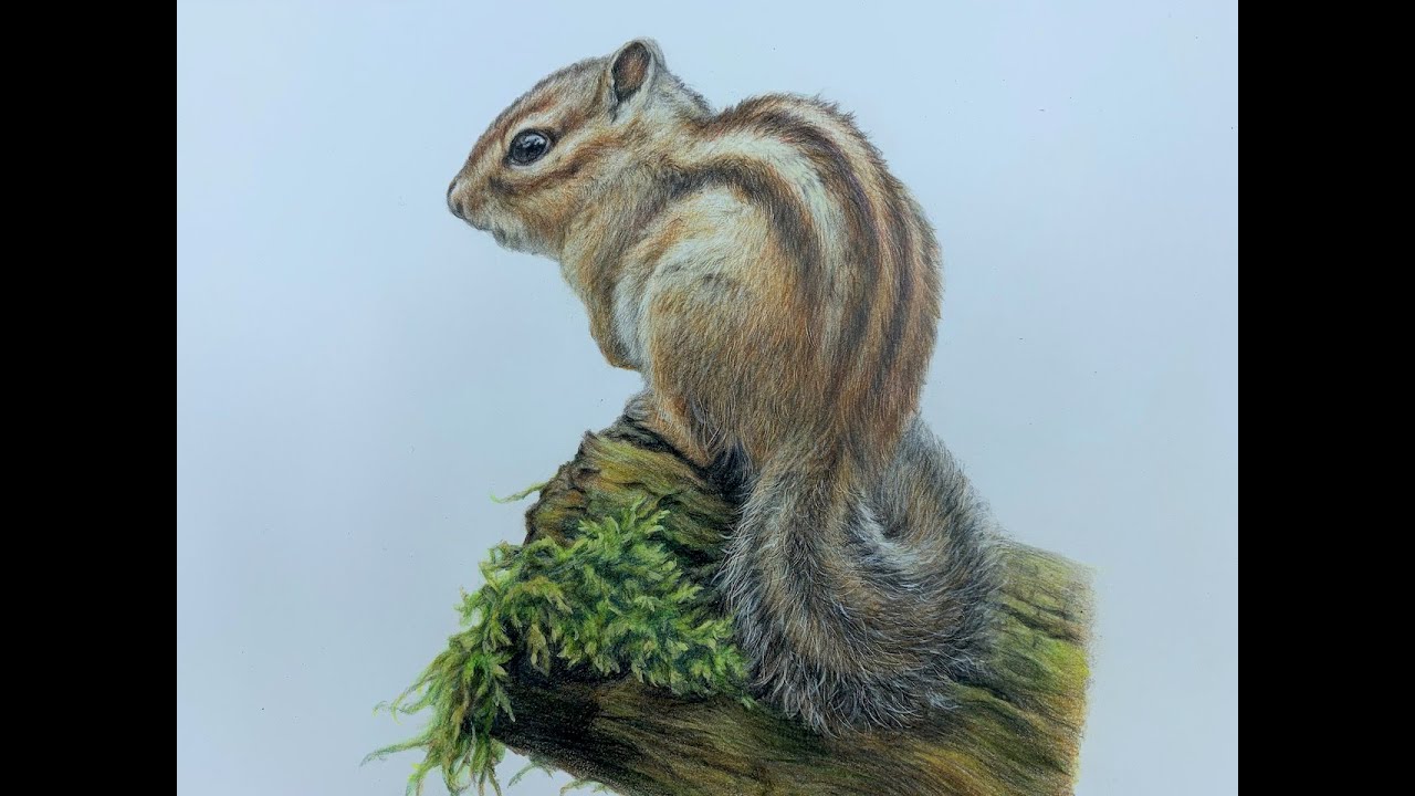 Drawing a Squirrel with Colored Pencils I 다람쥐 연필 그림 드로잉 연필화 - YouTube
