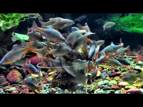 ミヤコタナゴの産卵（井の頭自然文化園）Egg laying Tokyo bitterling - YouTube