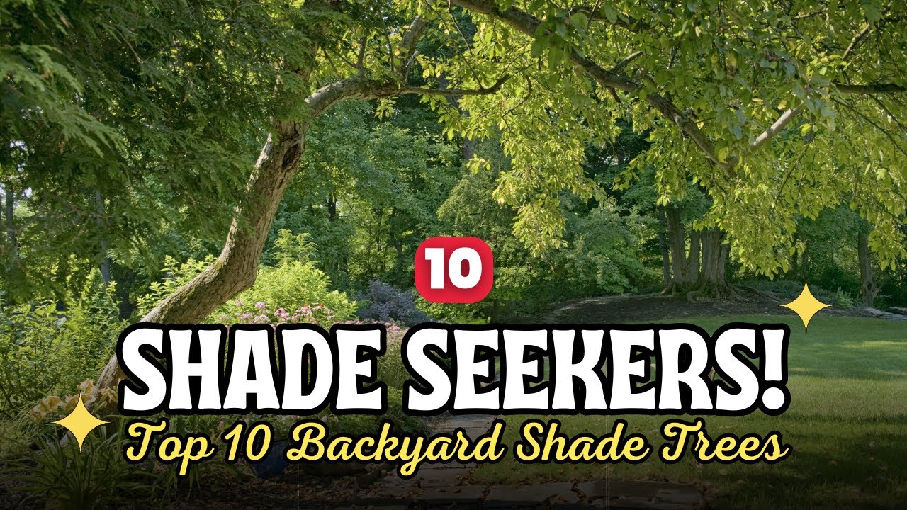 Need Shade? Top 10 Trees Every Shady Backyard Dreams Of!🍃🌳 - YouTube