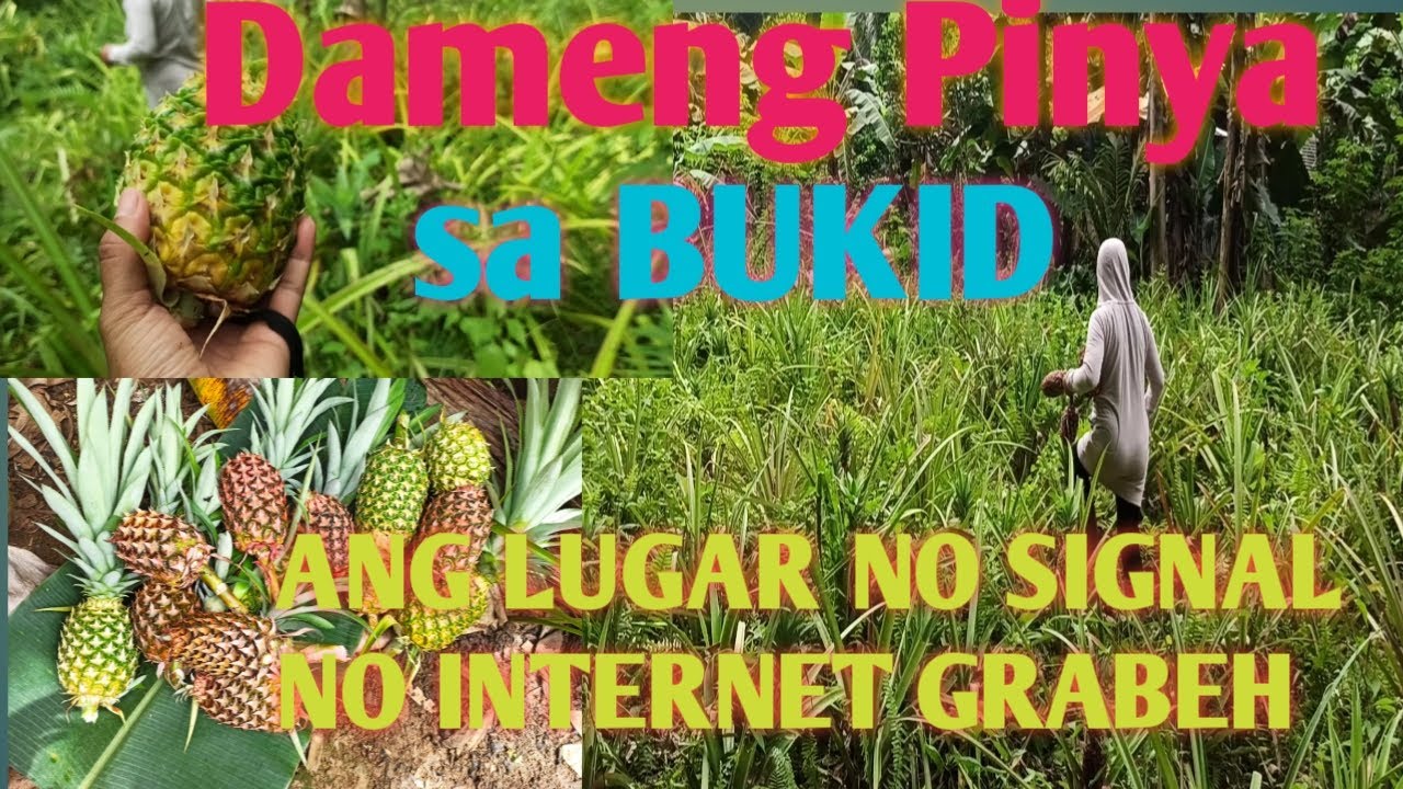 DAMENG TANIM SA BUKID BUHAY PROBINSYA NIL PACZ - YouTube