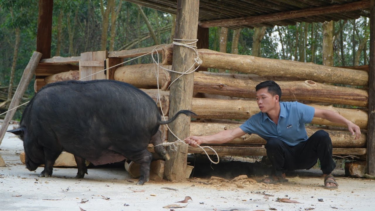 Make friends with a gentle 200kg pig, Pipe 2 huge items back to the ...