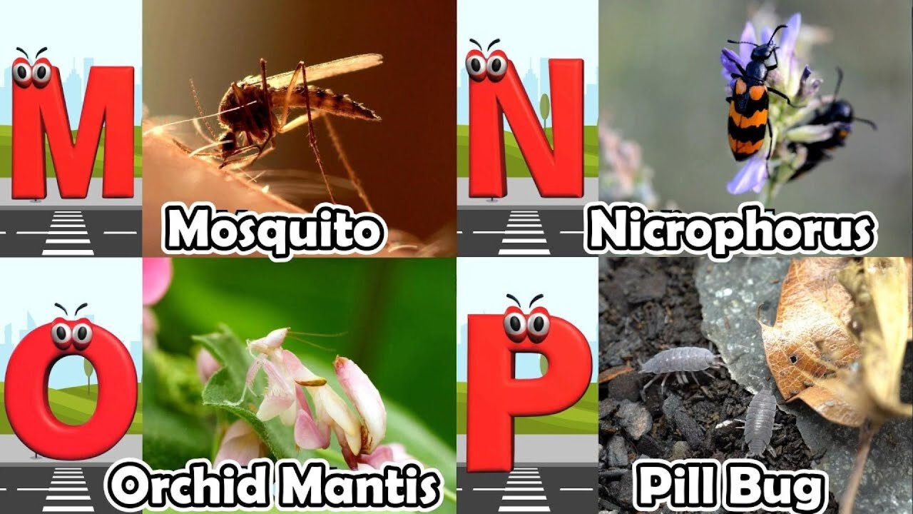 Insect ABC Phonics Song for Kids | Two Insect for Each Letter of the ...