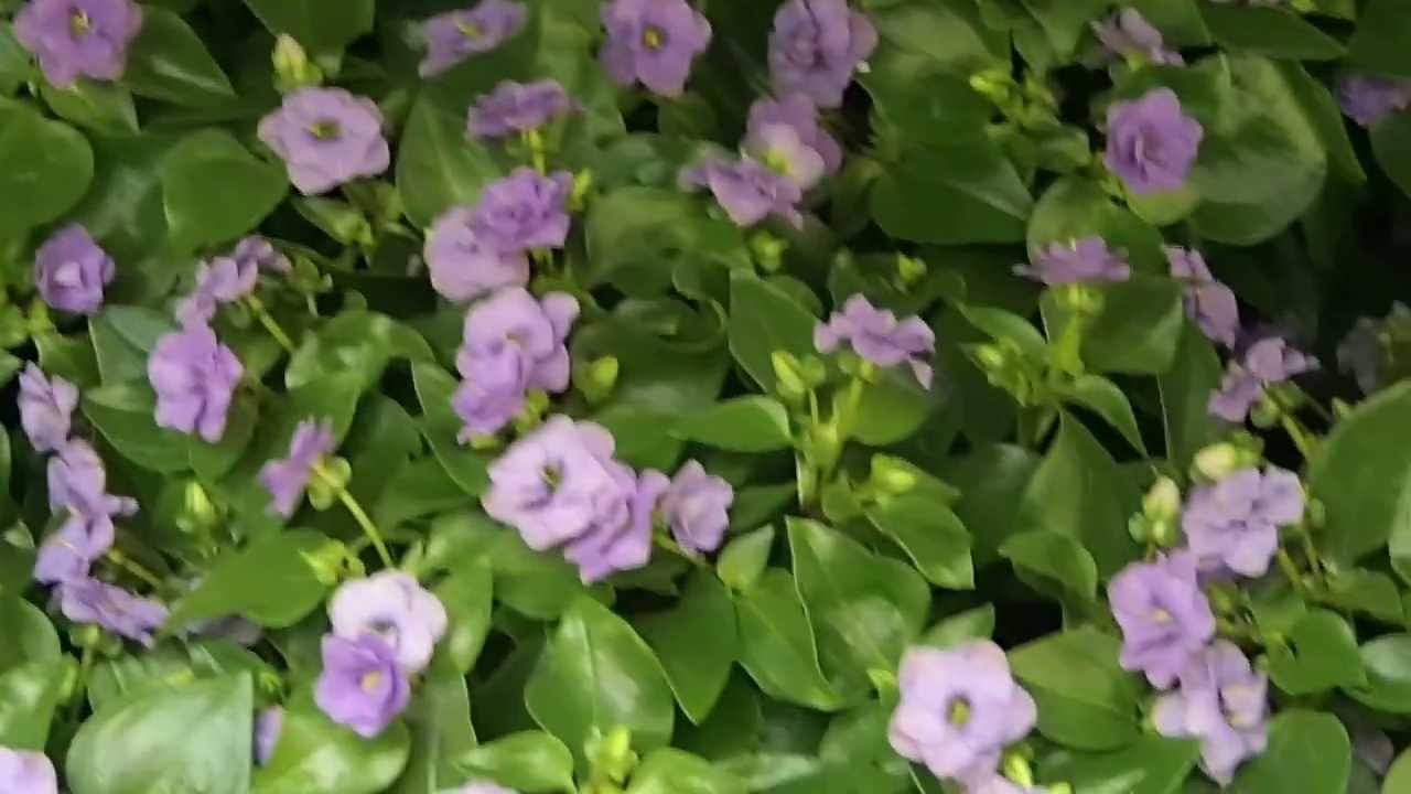 Exacum affine blue - YouTube