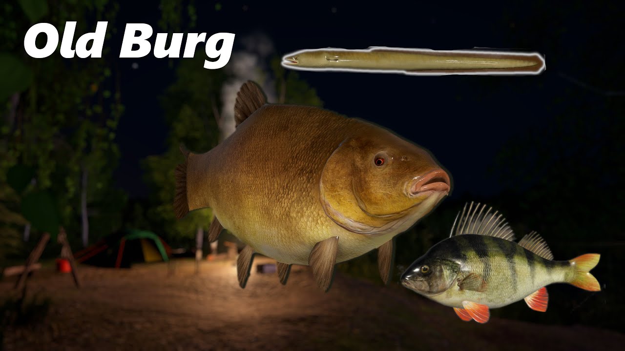 Russian Fishing 4 RF4 | Old Burg | Trophy Tench - Lin | eel, perch ...