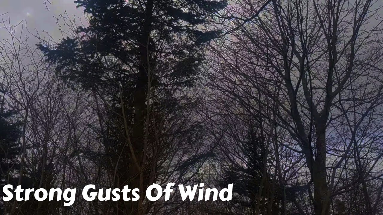 🌪🌪Strong Gusts Of Wind Through Trees (Very Windy) - Insomnia, Stress ...