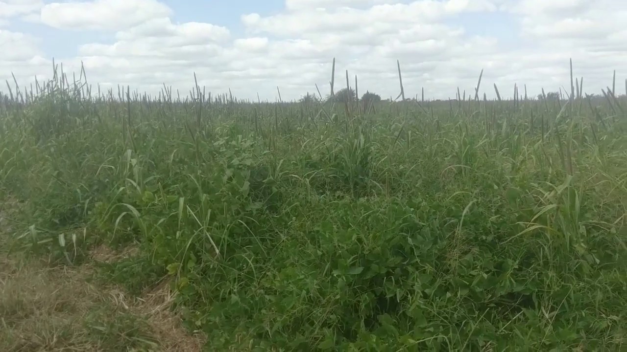 Grazing Millet-Haybeans 8-2017 - YouTube