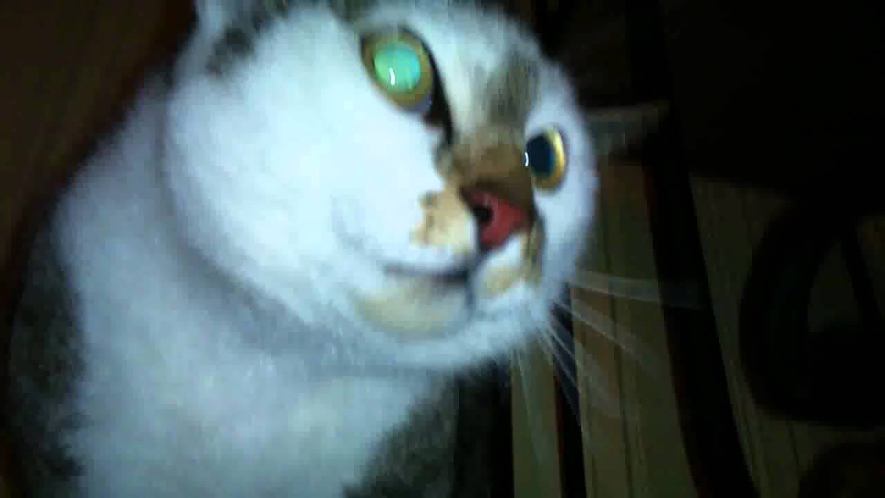 Sint katt;) - YouTube