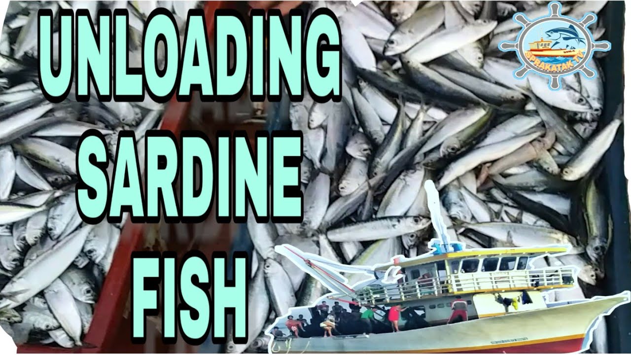 Unloading sardine fish - YouTube