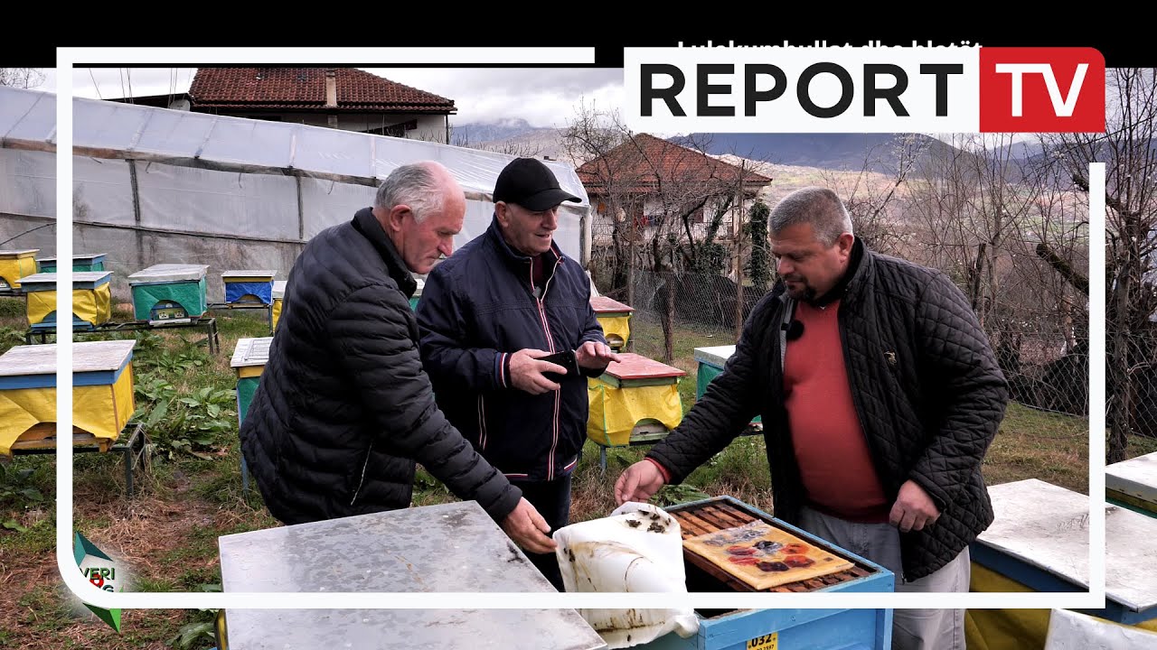 Veri Jug - Lulekumbullat dhe bletët (24.03.2024) - YouTube