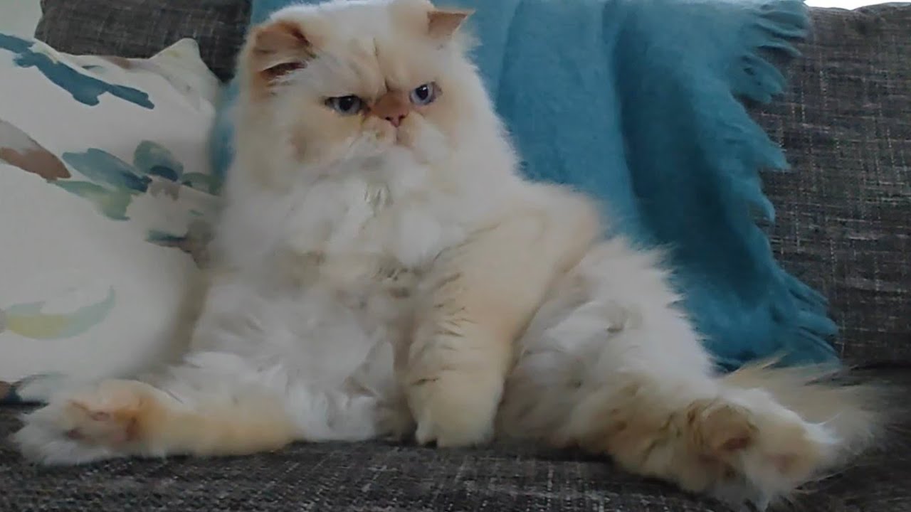 Sweet Fat Boy 🤩 - YouTube