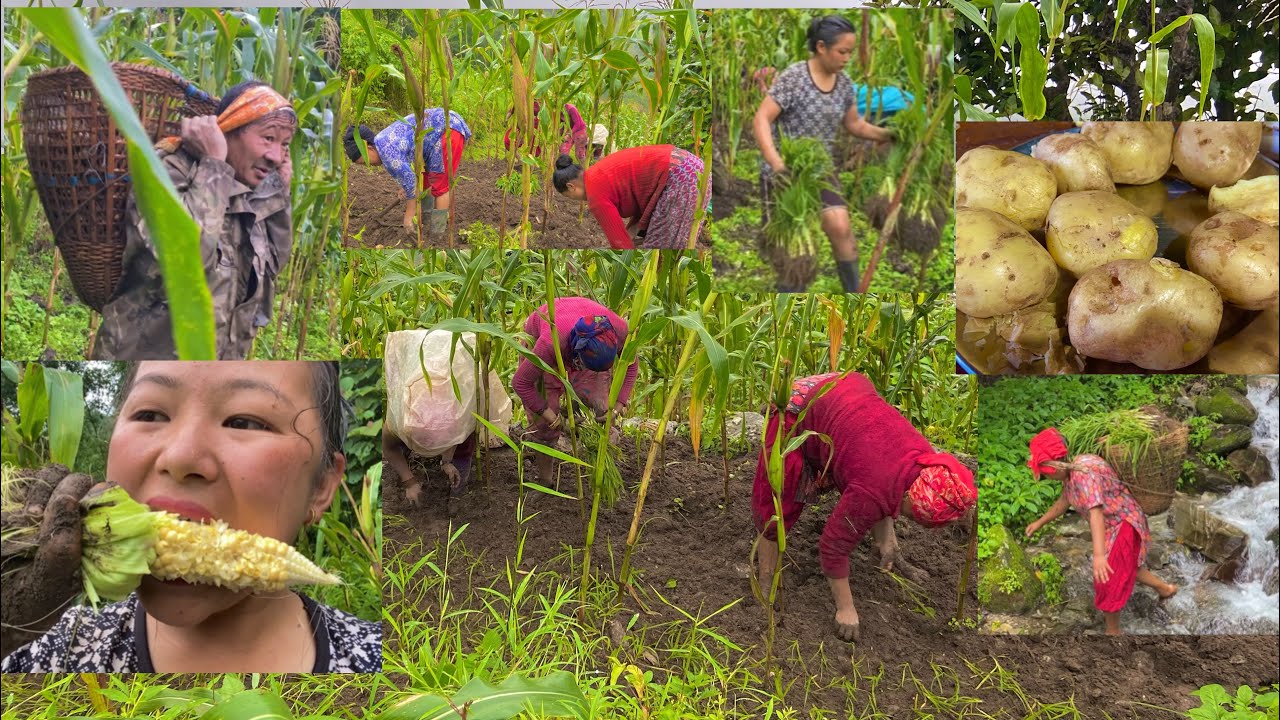 Kodo ropai ko ramailo* kachai makai khaye maile 😀 Village Life ...