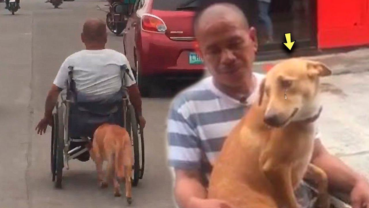 The Dog Helped His Owner By Pushing Him in His Wheelchair, the Reason ...