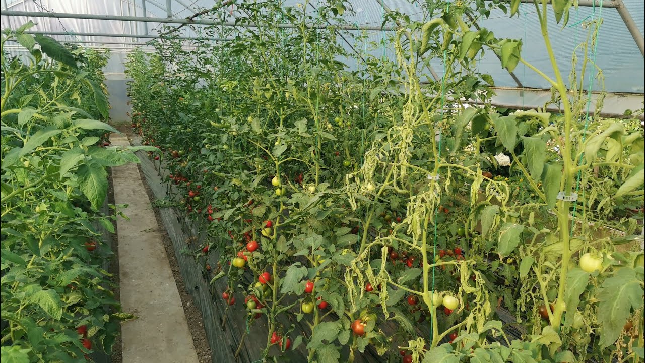 CU CE STROPIM ROȘIILE! DE CE AVORTEAZA FLORILE LA ETAJELE SUPERIOARE ...