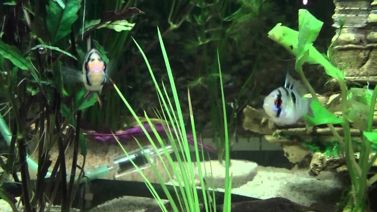 blue ram cichlid in community tank - YouTube