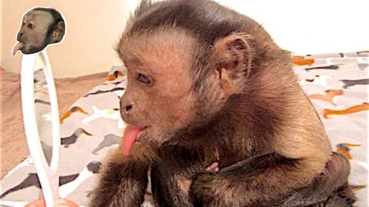 Capuchin Monkey In the Mirror & Grooming - YouTube