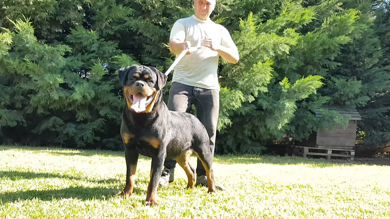 ΕΚΤΡΟΦΕΊΟ Rottweiler ΘΕΣΣΑΛΟΝΙΚΗ - YouTube