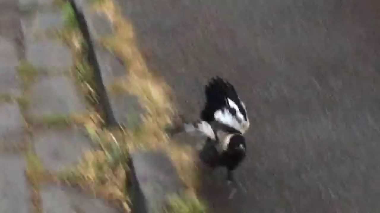magpies vs crows fight - YouTube