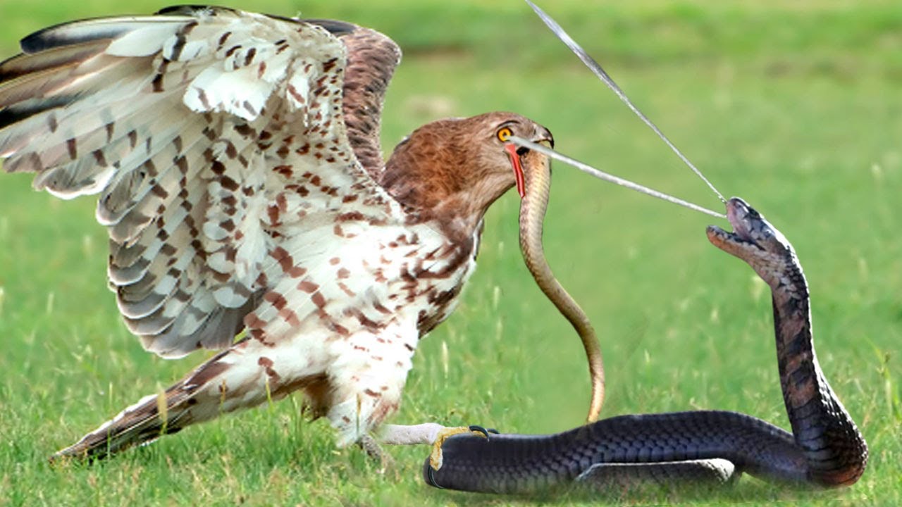 Unbelievable!This Is The Reason That The Ferocious Predator Falls Prey ...