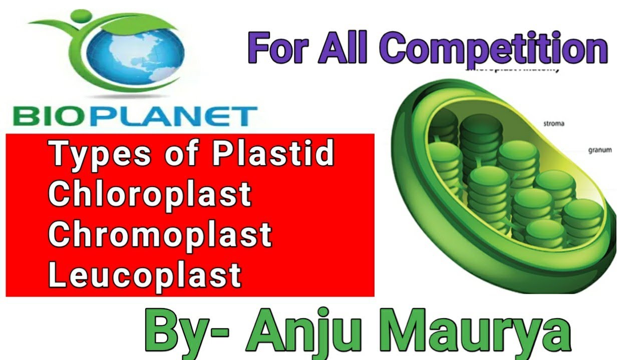 Plastid and its Types in Easier Way ll By- Anju Maurya ll - YouTube