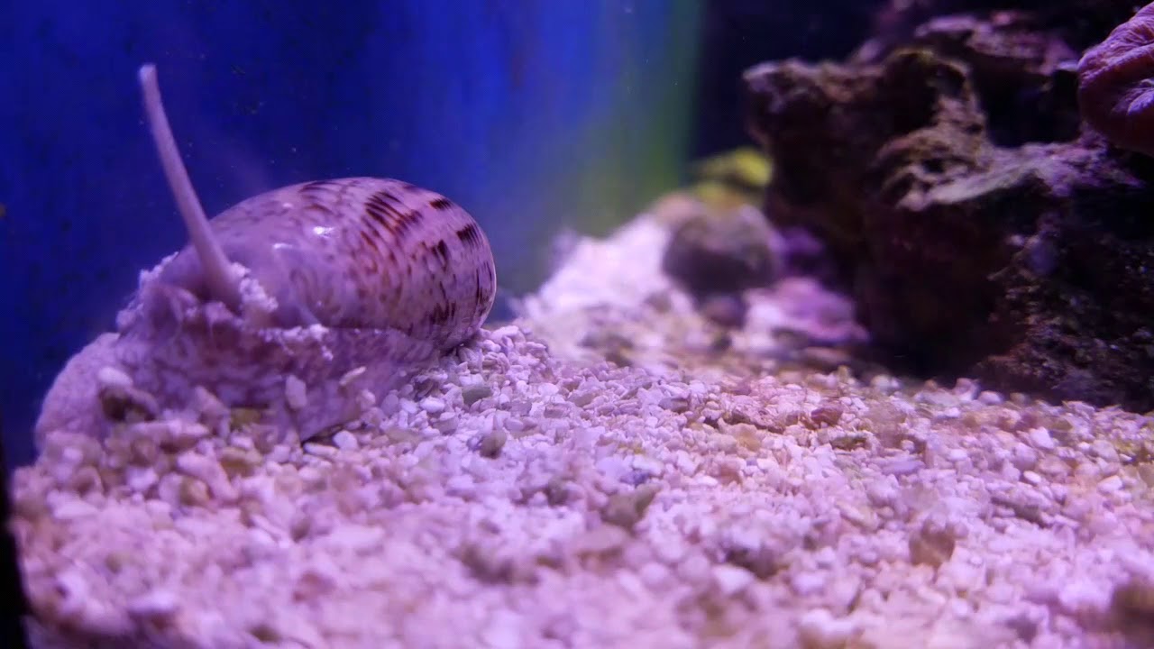 Olive snails are carnivores Olive snail feeding - YouTube