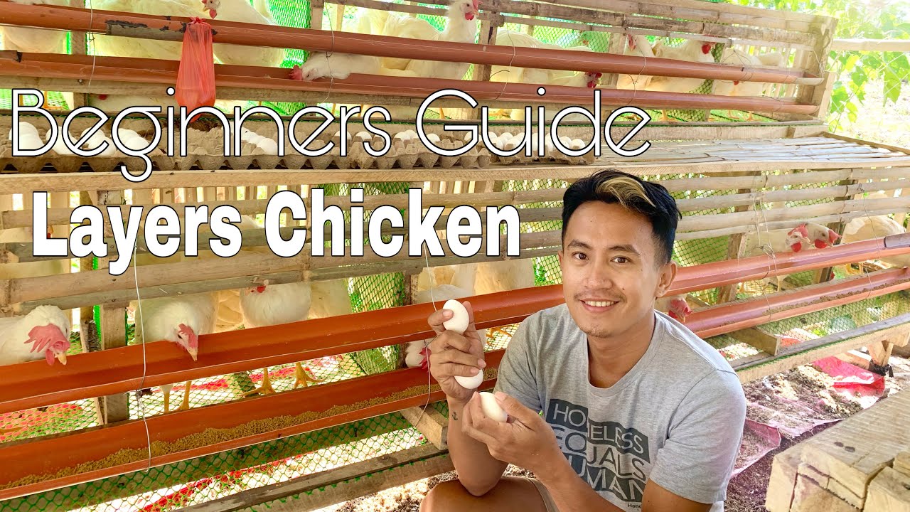 Layer Chicken: Beginner’s guide | Mga dapat alamin sa pag-aalaga ng ...