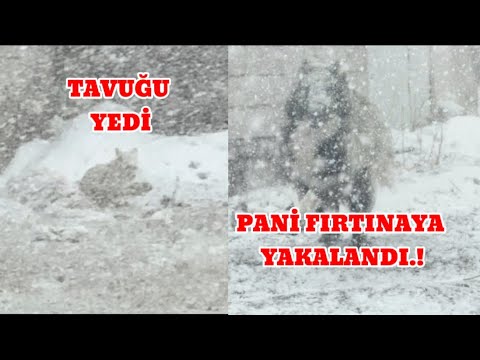 KAR KIŞ FENA BASTI. TİLKİ FIRSATTAN YARARLANIP TAVUĞU KAPTI. PANİYLE TİLKİNİN PEŞİNE DÜŞTÜK