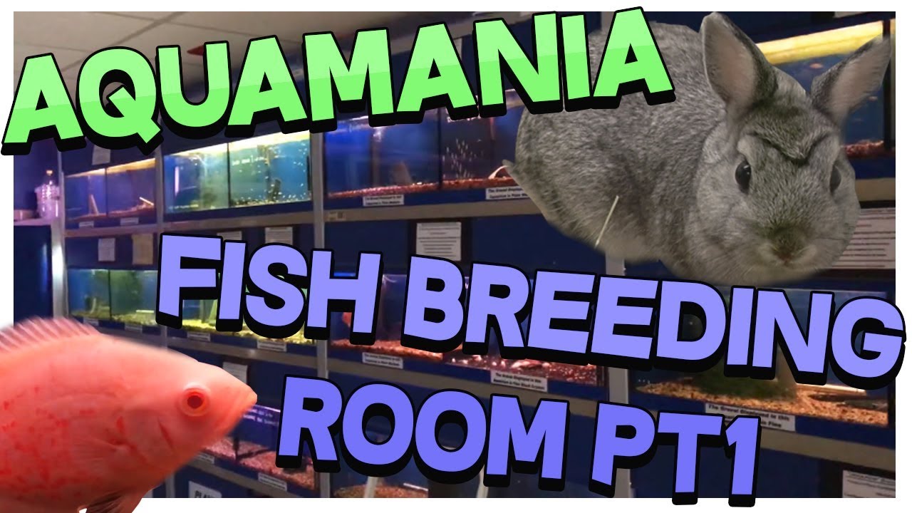 Aquamania - Aquatic / Fish Breeding Room Project Part 1 - YouTube