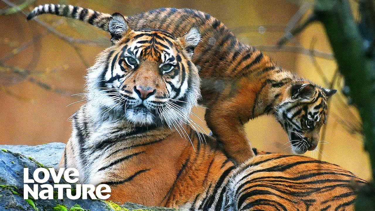Hungry Tiger Mom Rana Must Teach Cubs to Hunt | Love Nature - YouTube