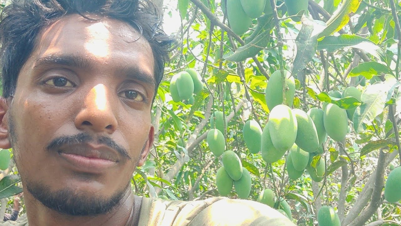 Kaccha आम l कच्चे आम की तुड़ाई l how to green mango 🥭 picking l #piking ...