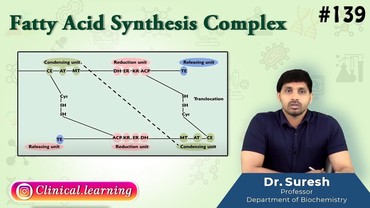 139. Fatty Acid Synthesis Complex - YouTube